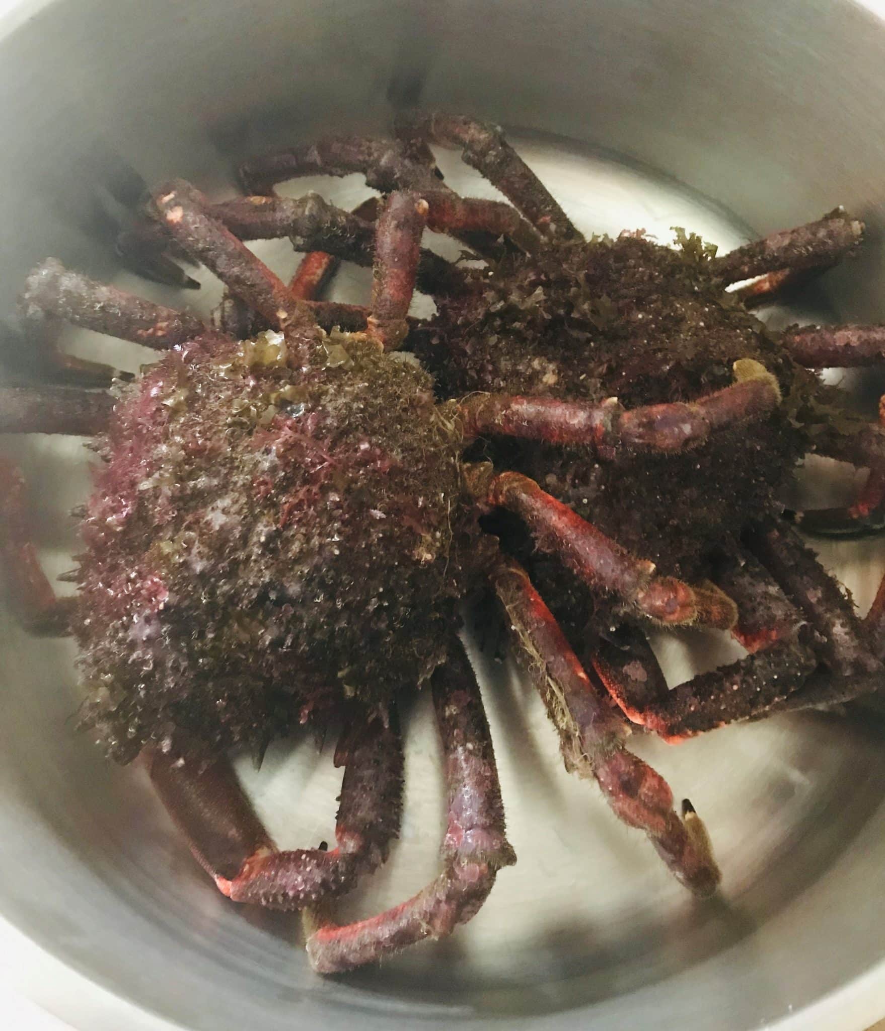 Centolla, Centollo o Txangurro – Geradvisor